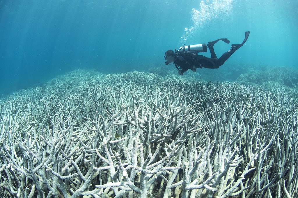 Surveying the Damage to the Great Barrier Reef | Bywaters